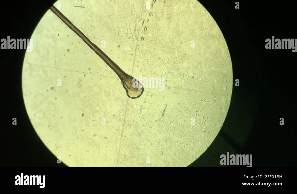 Root hair microscope Stock Videos & Footage - HD and 4K Video Clips - Alamy