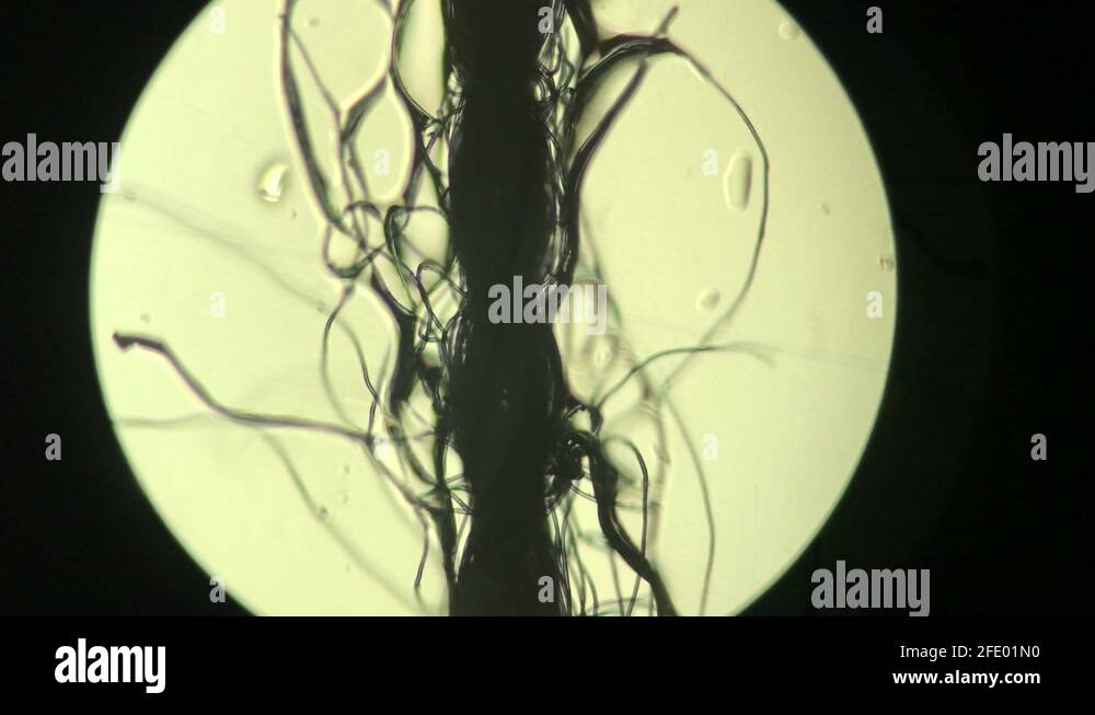 Fiber microscope Stock Videos & Footage - HD and 4K Video Clips - Alamy