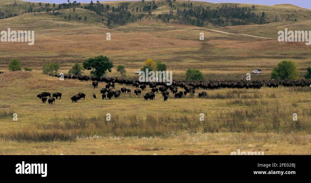 Annual Custer State Park Buffalo Roundup Stock Video Footage - Alamy