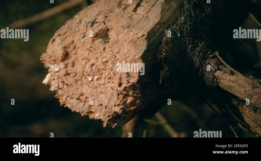 Axed tree Stock Videos & Footage - HD and 4K Video Clips - Alamy