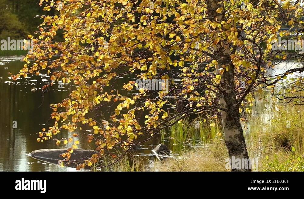 Lake trees backlight Stock Videos & Footage - HD and 4K Video Clips - Alamy