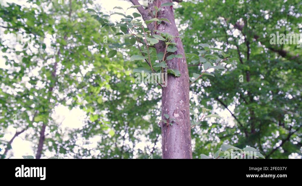 New branches Stock Videos & Footage - HD and 4K Video Clips - Alamy