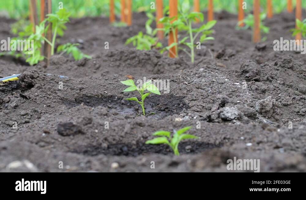 Vegetable pepper seedling Stock Videos & Footage - HD and 4K Video ...
