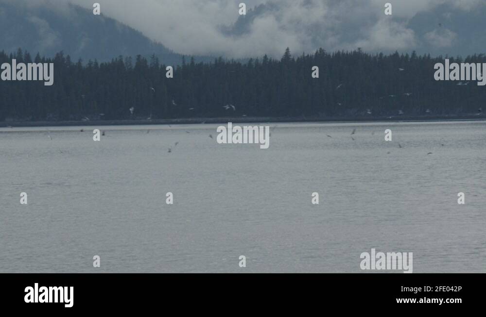 Humpback whale bubble netting Stock Videos & Footage - HD and 4K Video ...