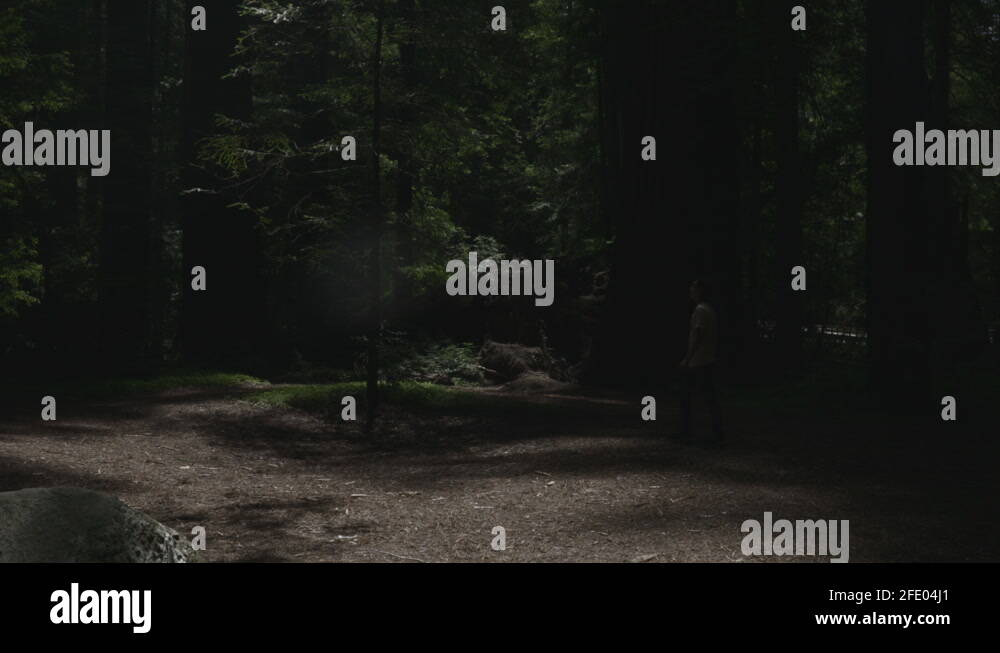 Redwood forrest Stock Videos & Footage - HD and 4K Video Clips - Alamy