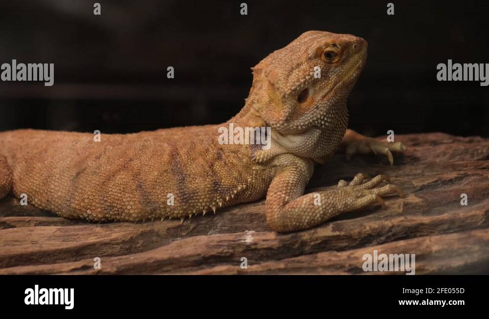 Pogona australia Stock Videos & Footage - HD and 4K Video Clips - Alamy