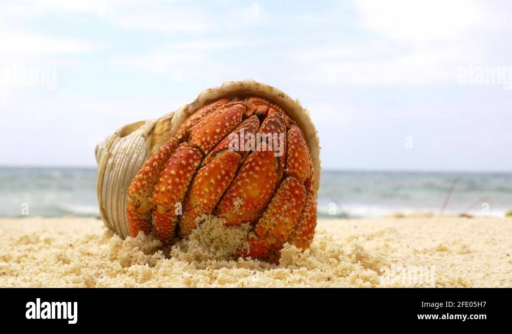 Hermit crab hiding in shell Stock Videos & Footage - HD and 4K Video ...