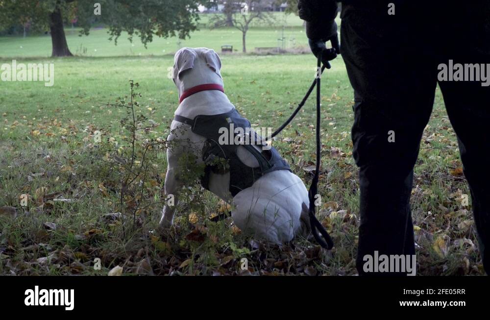 Adult male dog Stock Videos & Footage - HD and 4K Video Clips - Alamy