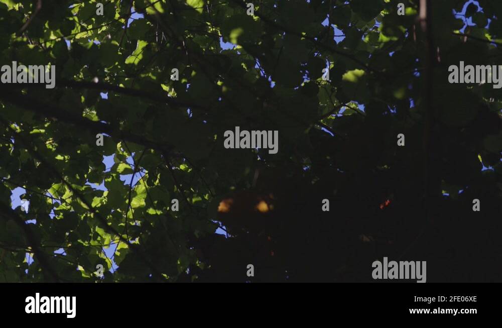 Hazel trees Stock Videos & Footage - HD and 4K Video Clips - Alamy