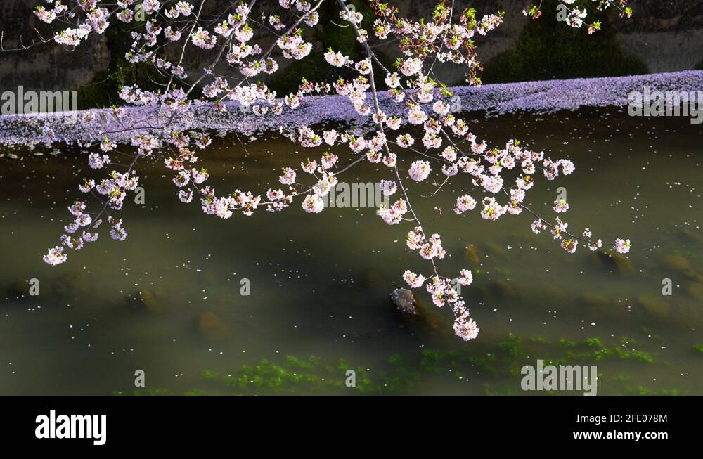 Branches of rivers Stock Videos & Footage - HD and 4K Video Clips - Alamy