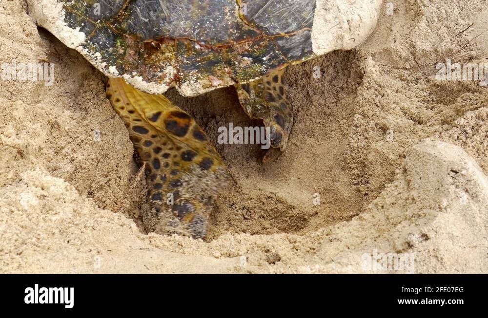 Endangered Hawksbill Turtle digging a nest on beach to lay eggs Stock ...