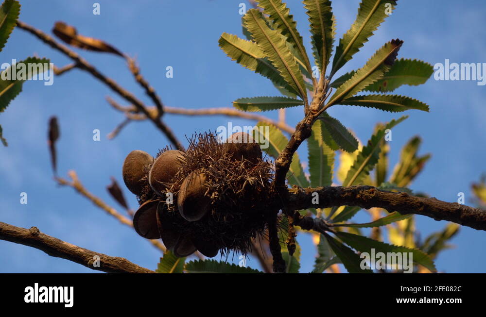 Australian native seed pod Stock Videos & Footage - HD and 4K Video ...