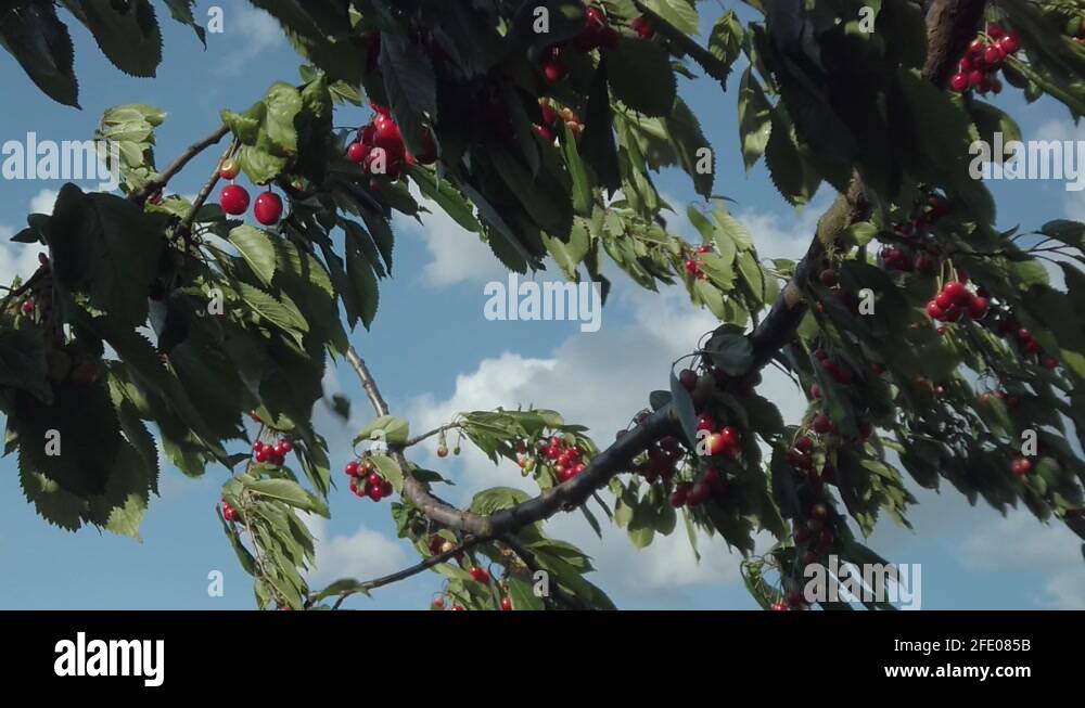 Overhead tree branch Stock Videos & Footage - HD and 4K Video Clips - Alamy