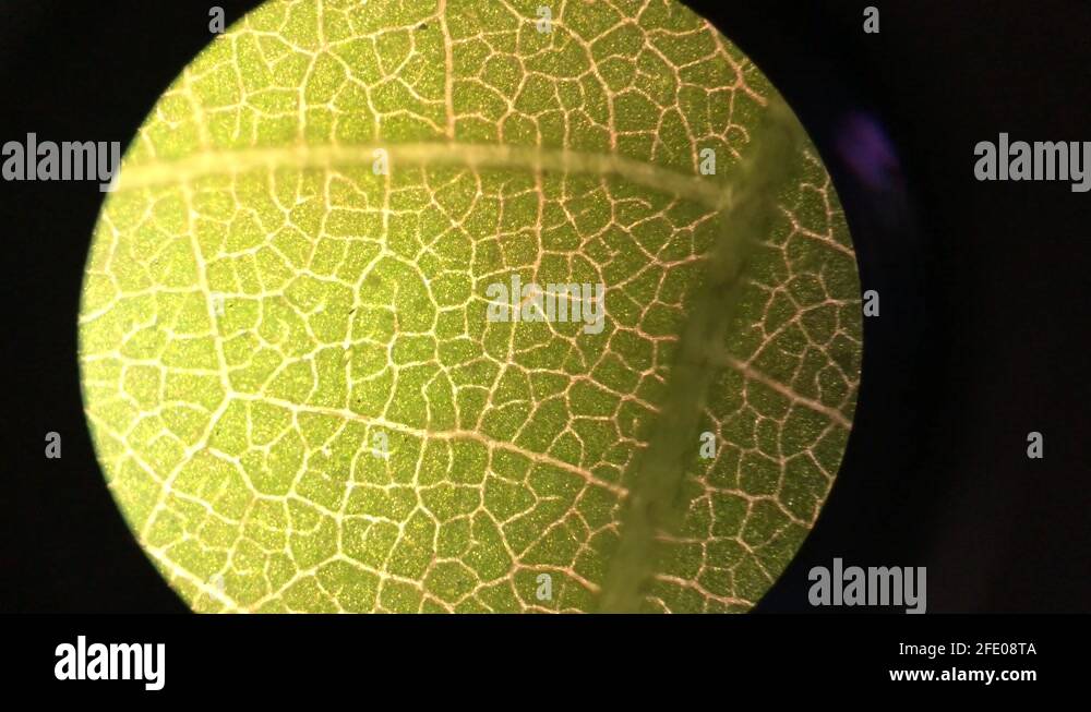 Botany plant leaf under a microscope view Stock Video Footage - Alamy