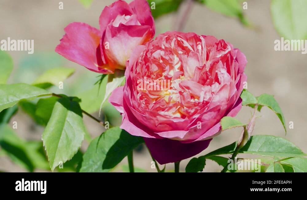 White rose english garden Stock Videos & Footage - HD and 4K Video ...