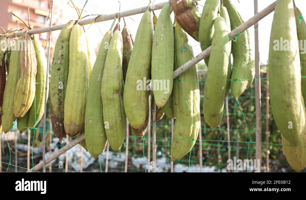 Sponge gourd fresh food Stock Videos & Footage - HD and 4K Video Clips ...
