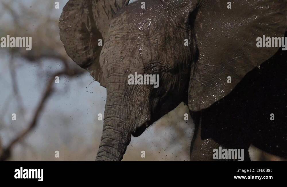 Throwing mud Stock Videos & Footage - HD and 4K Video Clips - Alamy