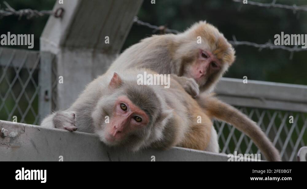 Monkey help Stock Videos & Footage - HD and 4K Video Clips - Alamy