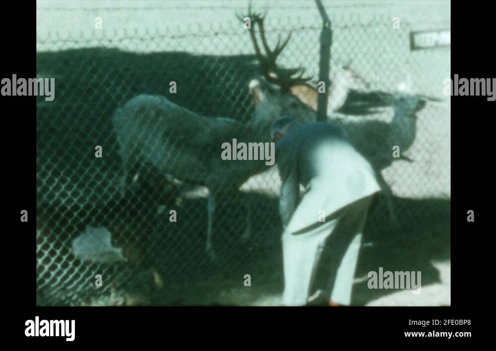 Antelope fence Stock Videos & Footage - HD and 4K Video Clips - Alamy