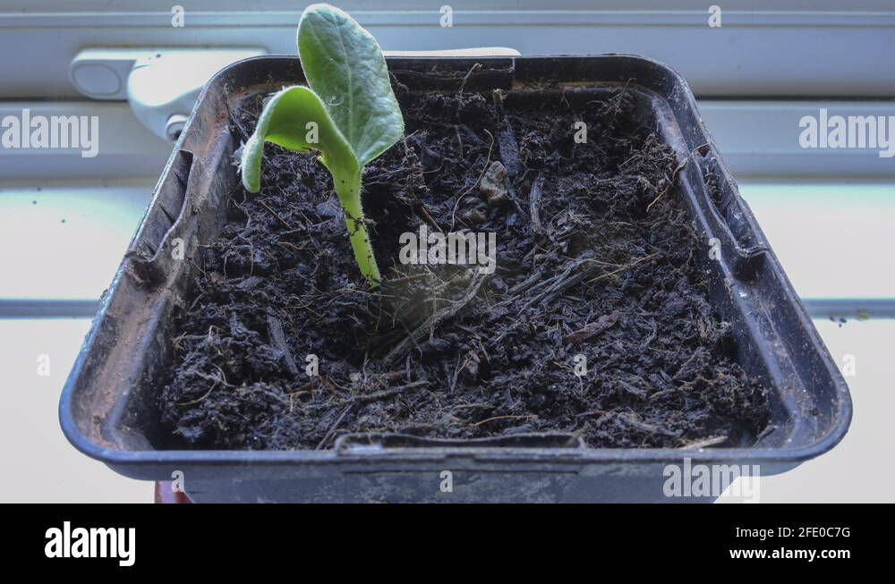 Courgette seedling Stock Videos & Footage - HD and 4K Video Clips - Alamy