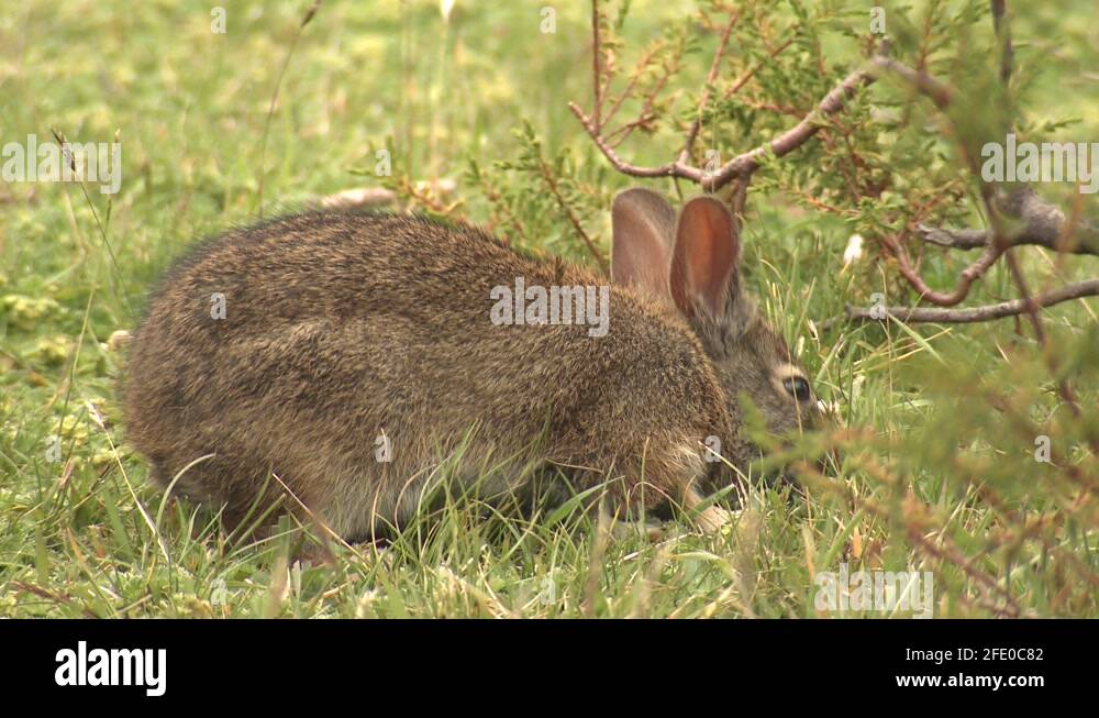 South american rabbit Stock Videos & Footage - HD and 4K Video Clips ...