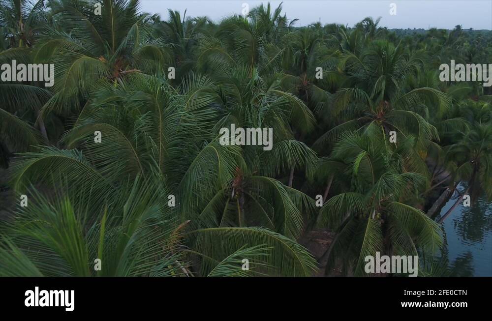 Coconut tree kerala Stock Videos & Footage - HD and 4K Video Clips - Alamy