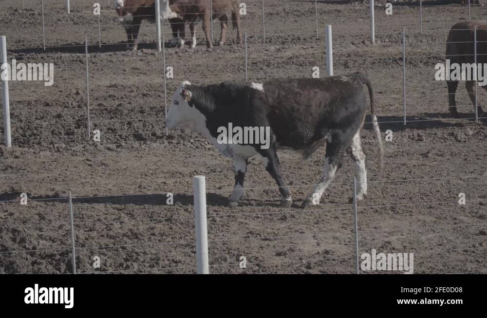 Farmyard animals cow Stock Videos & Footage - HD and 4K Video Clips - Alamy