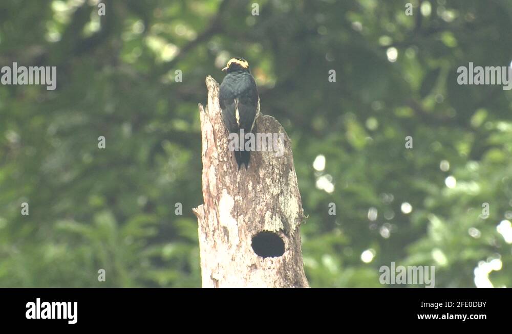 Cavity in the tree Stock Videos & Footage - HD and 4K Video Clips - Alamy