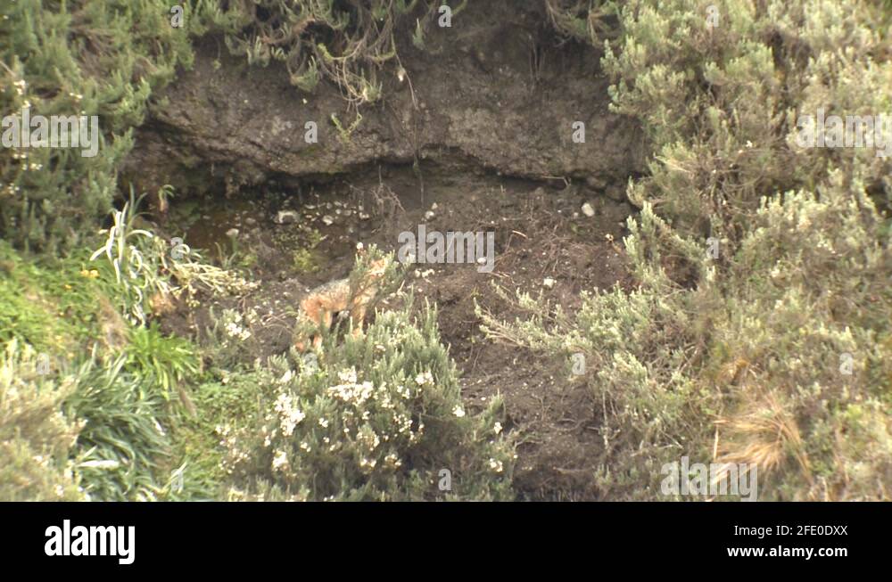 Culpeo Fox in Andes Mountains Ecuador Defecating and Pooping Stock ...