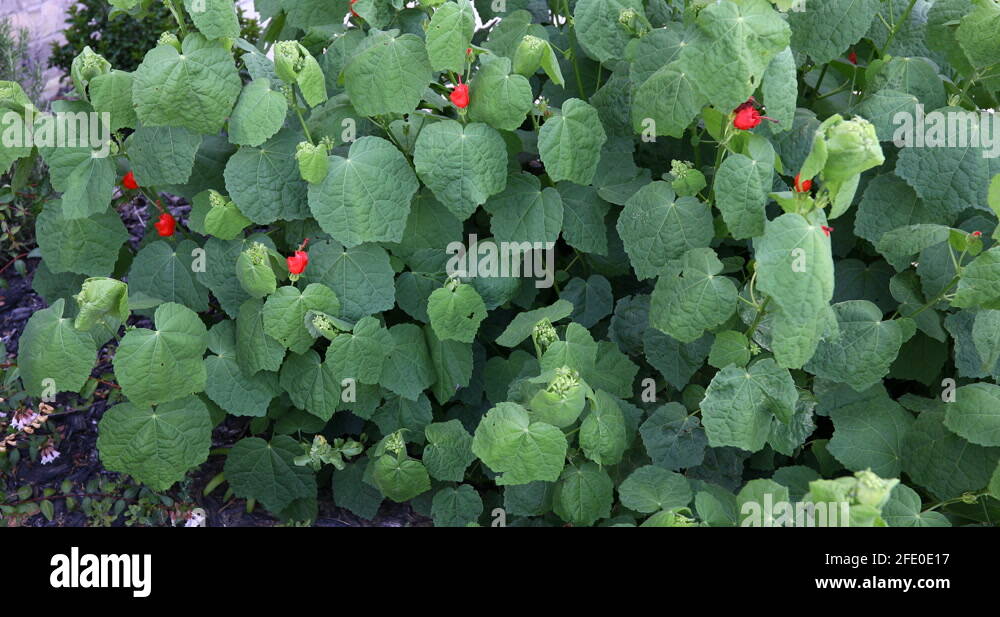 Malvaviscus arboreus Stock Videos & Footage - HD and 4K Video Clips - Alamy