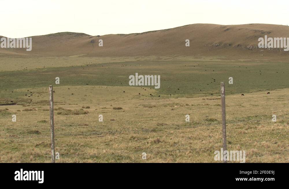 Rangeland cattle Stock Videos & Footage - HD and 4K Video Clips - Alamy