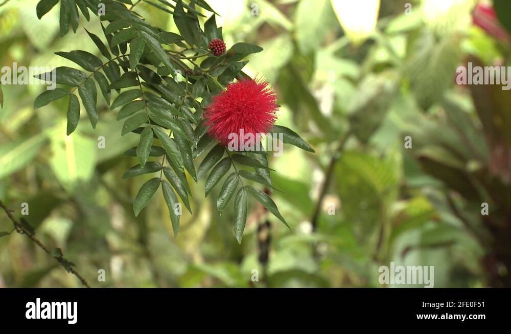 Flowering trees in rainforest Stock Videos & Footage - HD and 4K Video ...