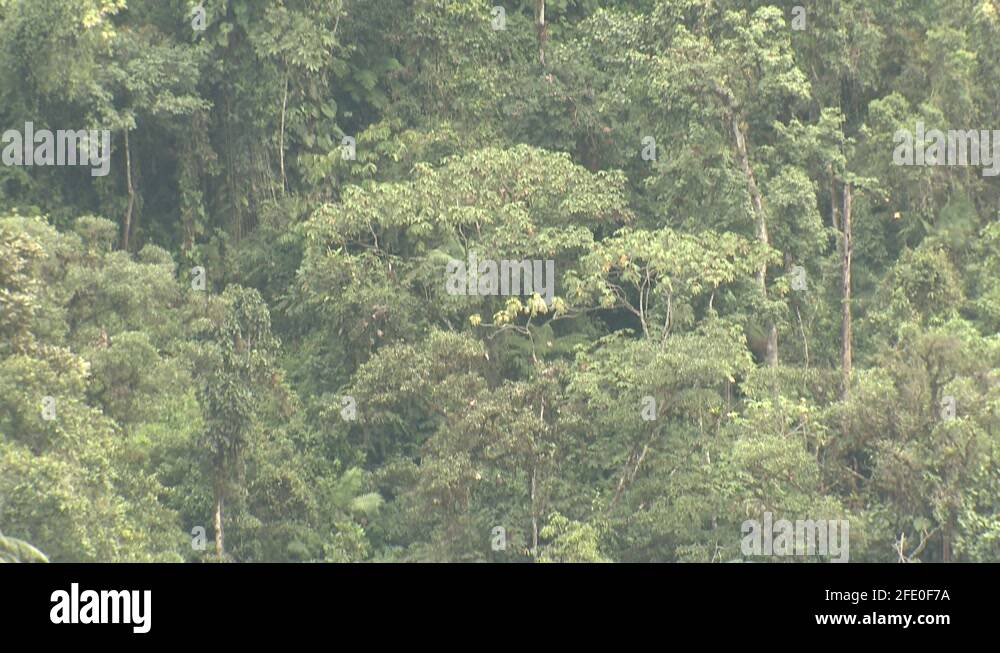 Rain forest canopy trees Stock Videos & Footage - HD and 4K Video Clips ...
