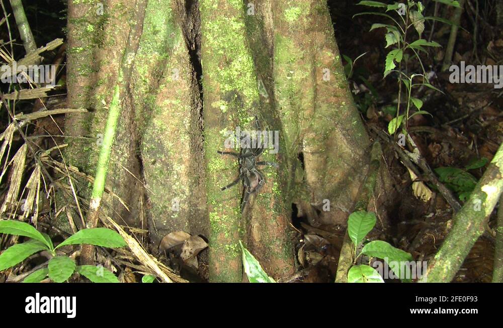 Amazon jungle spider Stock Videos & Footage - HD and 4K Video Clips - Alamy