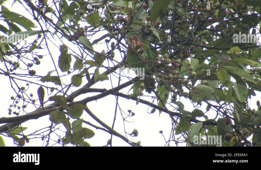 Jungle rose Stock Videos & Footage - HD and 4K Video Clips - Alamy