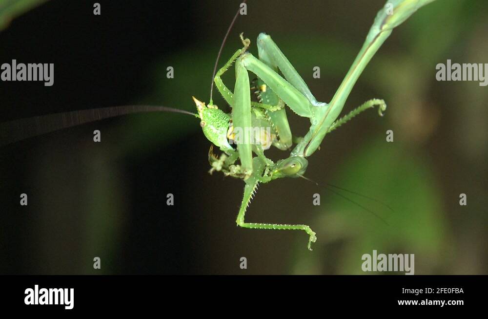 Adult mantis Stock Videos & Footage - HD and 4K Video Clips - Alamy