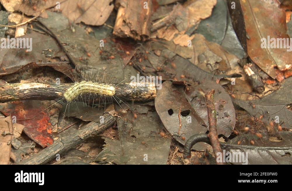 Eciton Army Ant Colony Many Ants Caterpillar Spines Thorns Defense ...