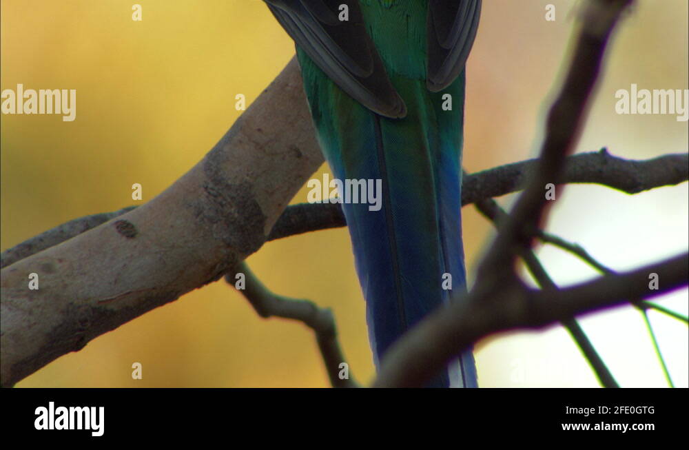 Male australian parrot Stock Videos & Footage - HD and 4K Video Clips ...