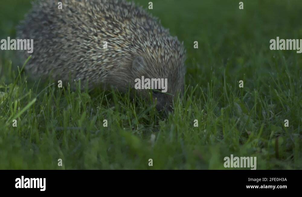 Little creature in nature Stock Videos & Footage - HD and 4K Video ...