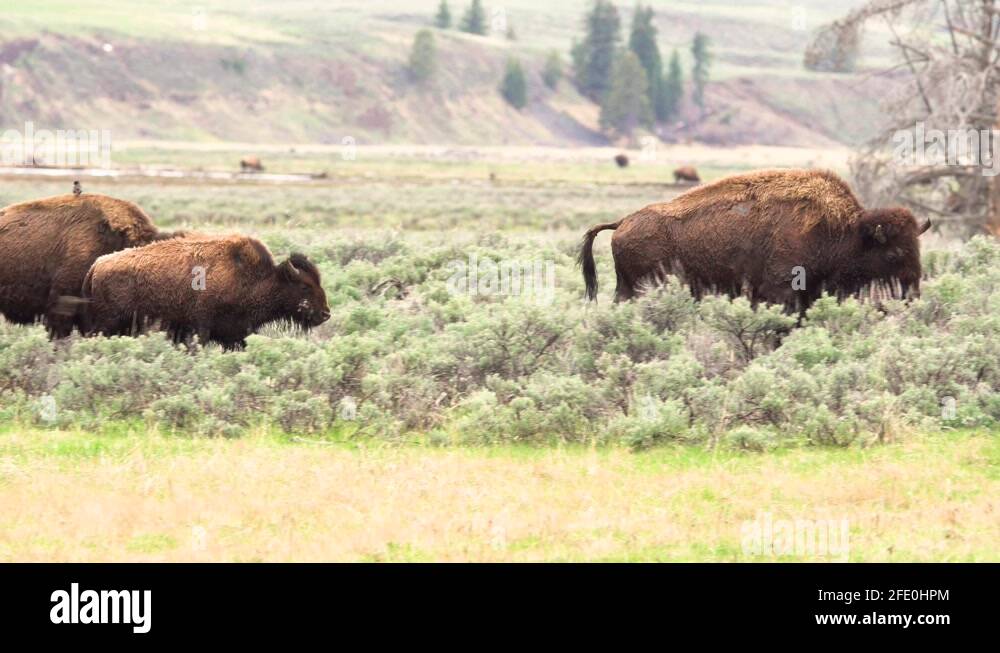 Bison bird Stock Videos & Footage - HD and 4K Video Clips - Alamy