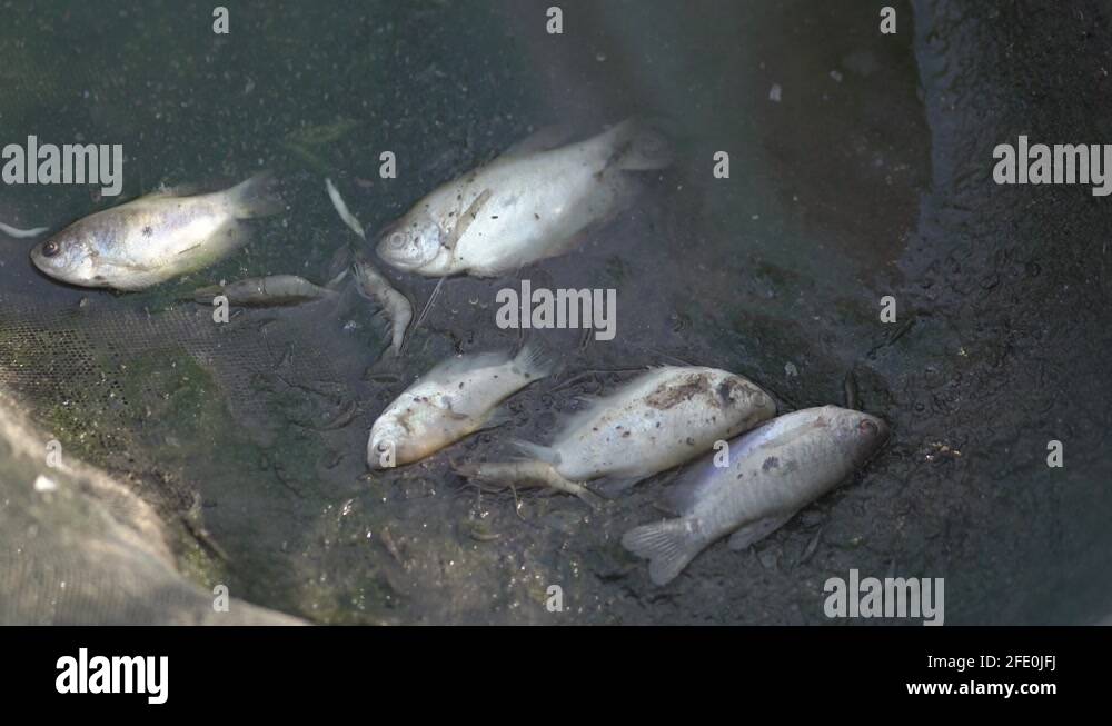 Drought fish Stock Videos & Footage - HD and 4K Video Clips - Alamy