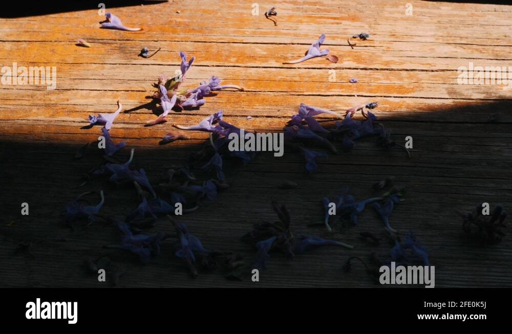 Wind blown petals Stock Videos & Footage - HD and 4K Video Clips - Alamy