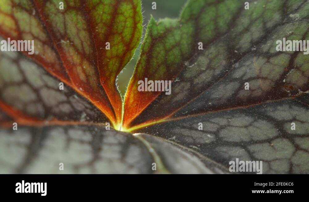 Dark veins Stock Videos & Footage - HD and 4K Video Clips - Alamy