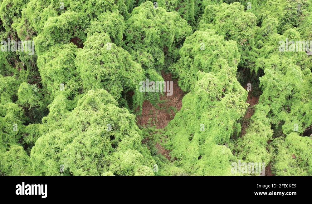 Aerial, Hanging Tree Canopy In The Western Ghats Of India Stock Video ...