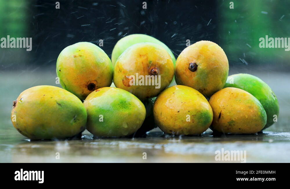King mango Stock Videos & Footage - HD and 4K Video Clips - Alamy