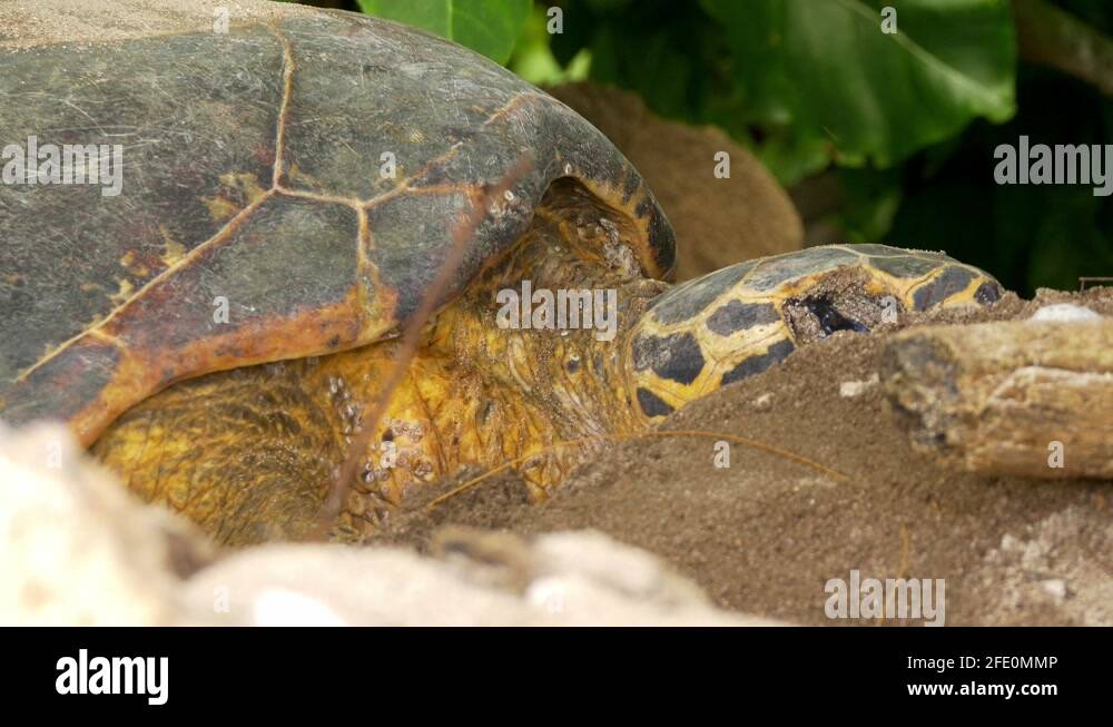 Lifting branch Stock Videos & Footage - HD and 4K Video Clips - Alamy