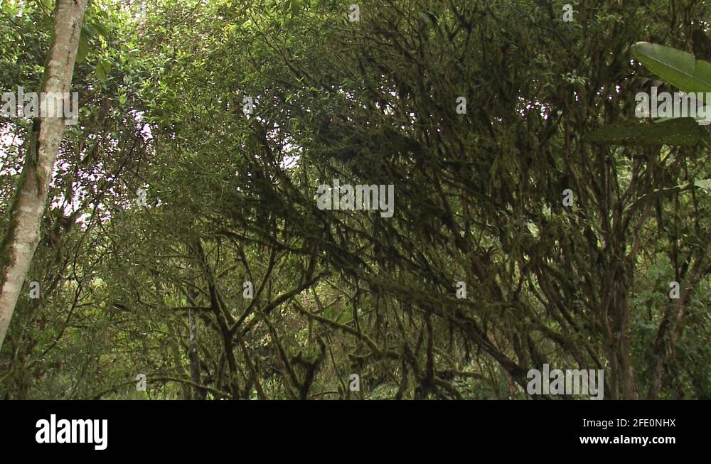 Jungle cloud Stock Videos & Footage - HD and 4K Video Clips - Alamy