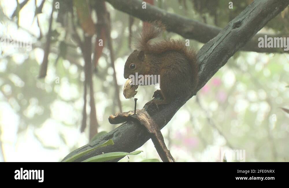 Rainforest squirrel Stock Videos & Footage - HD and 4K Video Clips - Alamy