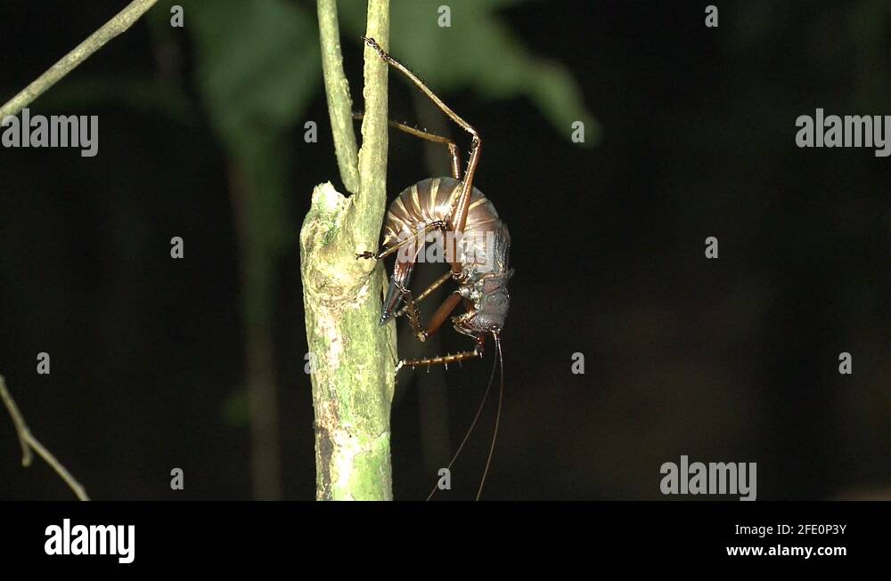 Lobster branch Stock Videos & Footage - HD and 4K Video Clips - Alamy