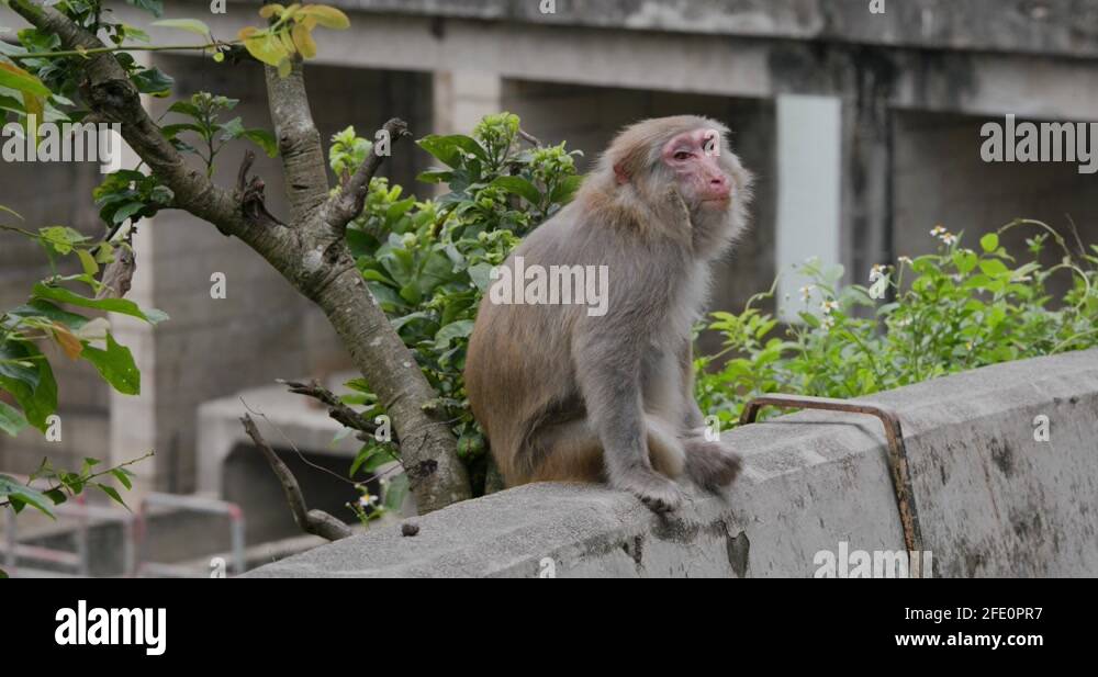 Monkey look Stock Videos & Footage - HD and 4K Video Clips - Alamy